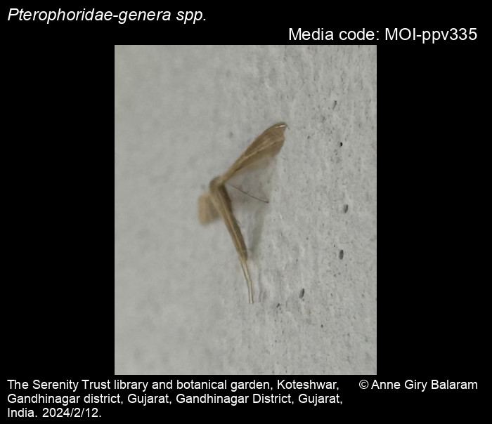 Pterophoridae-genera spp. | Moths
